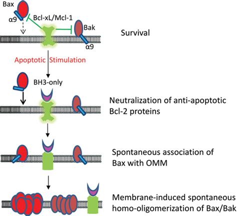 Figure 7 From Inactivation Of Prosurvival Bcl 2 Proteins Activates Bax