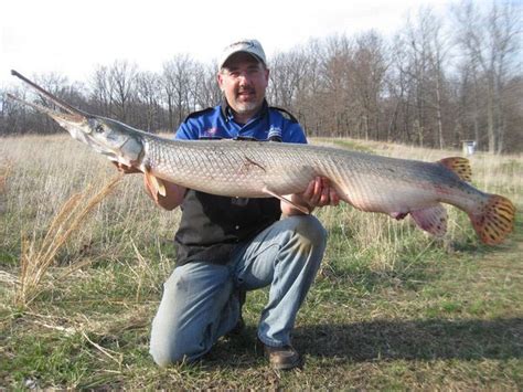 Big Fishes Of The World Gar Longnose Lepisosteus Osseus