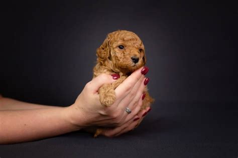 These 14 Lap Dog Breeds Stick To Their Owners Like Glue Cute Animal