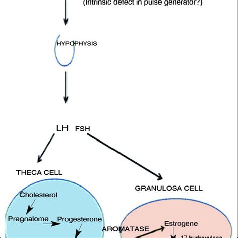 Abnormality Of Gnrh Pulse Generator Download Scientific Diagram