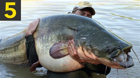Whats The Biggest Fish In Planet Fishing Compkol