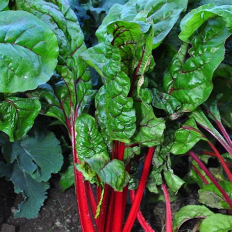 Ruby Red Swiss Chard Seed Victory Gardeners