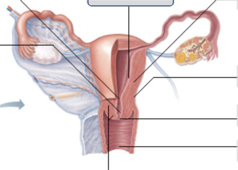 Figure 427b Posterior View Of Uterus Diagram Quizlet