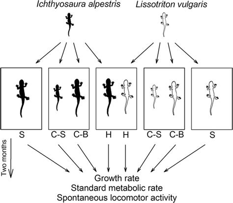 Sex Linkage Biology Simple