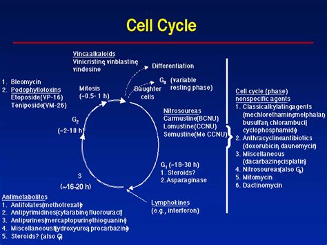 Cell Cycle And Tumor Kinetics Pptx