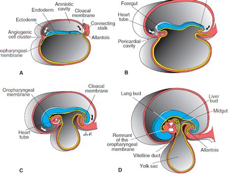 Ciencias de Joseleg Cierre del embrión y formación del cordón umbilical