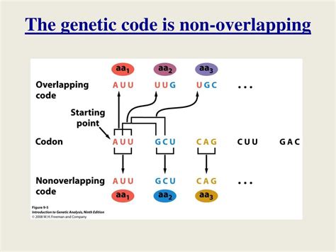 Ppt Lecture 18 Transcription And Translation Powerpoint Presentation