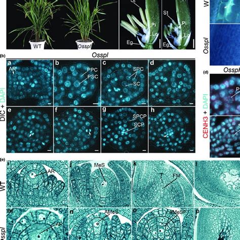 In Situ Expression Analysis Of Meiosis Arrested At Leptotene1 Mel1 Download Scientific