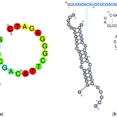 The Possible Secondary Structure Of Ssdna1 A And Guide Rna B