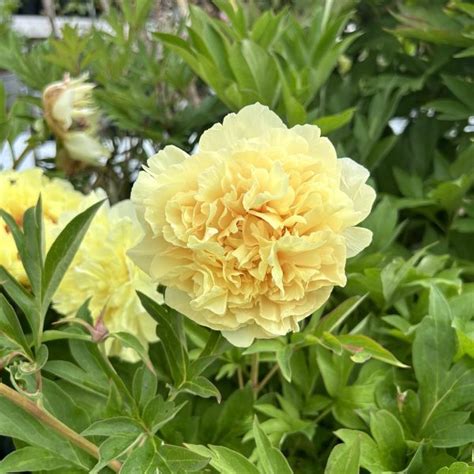 Paeonia Itoh Hybride ‘sonoma Halo Find Haveplanter