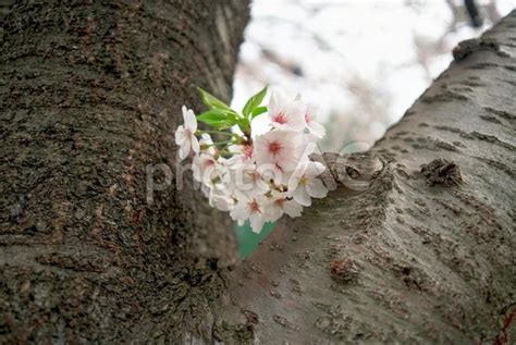 花開いた桜のクローズアップ 木の幹 No 29490613｜写真素材なら「写真ac」無料（フリー）ダウンロードok