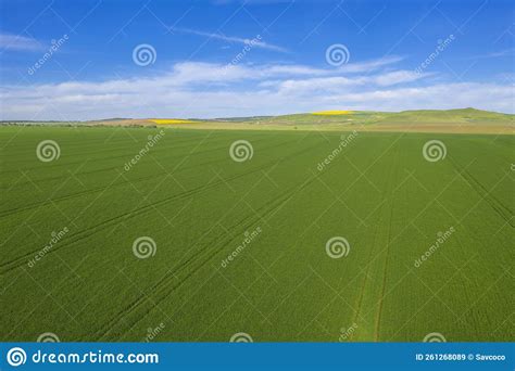 Corn Field Fresh Green Aerial Scene Stock Image Image Of Environment
