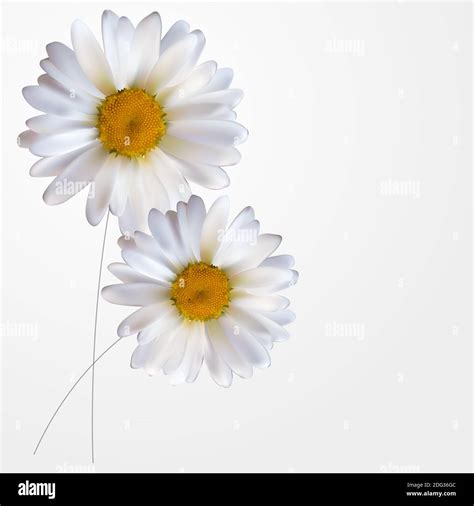 Colorful Naturalistic Beautiful 3d Chamomile Background Illustration