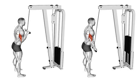 Top 4 des Exercices Triceps à la Poulie Exercice Triceps