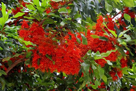 Firewheel Tree Stenocarpus Sinuatus Native Plant Project