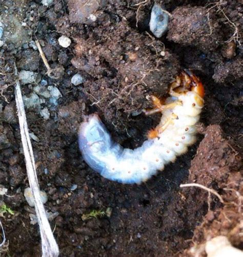 Help Identify R Whatsthisbug
