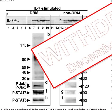 Figure 1 From Interleukin 7 Compartmentalizes Its Receptor Signaling