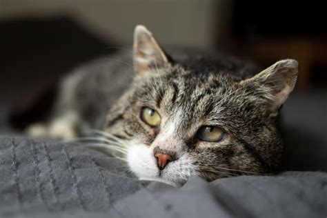 Pneumonia In Cats Cincinnati Vets
