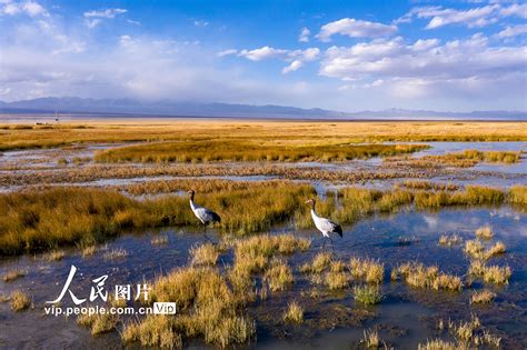 甘肃阿克塞黑颈鹤漫步苏干湖湿地 中国福建三农网