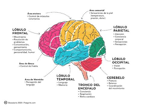 Los Lóbulos Del Cerebro Y Sus Funciones Pdf 42 Off