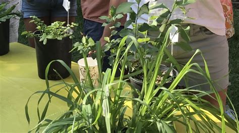 Test Your Weed Identification Skills At The Iowa State Fair Morning
