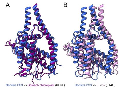 Figures And Data In Structure Of A Bacterial Atp Synthase Elife