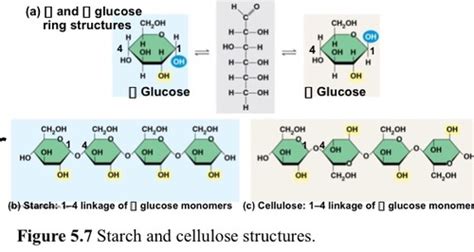 Chapter 5 The Structure And Function Of Large Biological Molecules Flashcards Quizlet