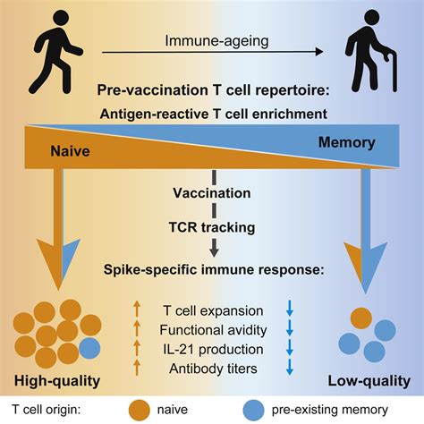 The Pre Exposure Sars Cov 2 Specific T Cell Repertoire Determines The Quality Of The Immune