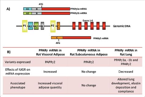 The PPAR Gene Is Complex And Relies Heavily On Epigenetic Regulation To