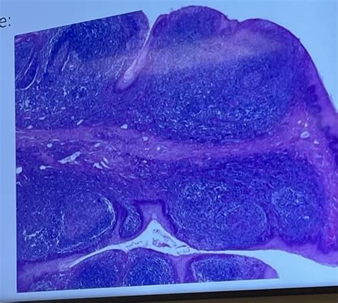 My Histology Exam 2 Flashcards Quizlet