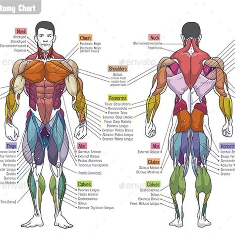 Muscle Anatomy Сhart Muscle Anatomy Human Muscle Anatomy Muscle