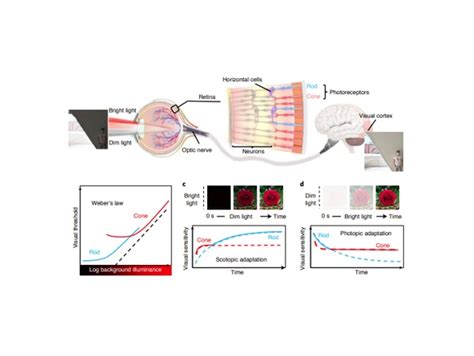 Publications Joint Research Center For Microelectronics