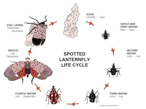 Destructive Spotted Lanternfly