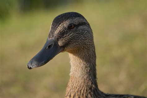 Bird Duck Beak Free Photo On Pixabay