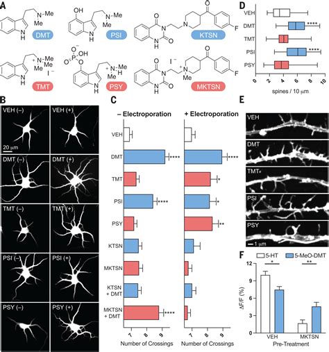 Psychedelics Promote Neuroplasticity Through The Activation Of