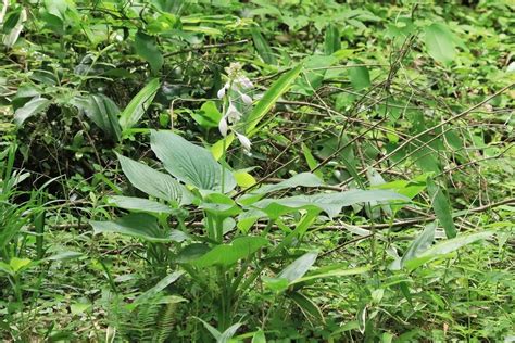 バイカツツジツツジ科 長良の落陽 Ⅱ