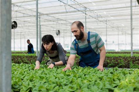 Premium Photo Teamworking Farmers Carefully Checking Green Lettuce