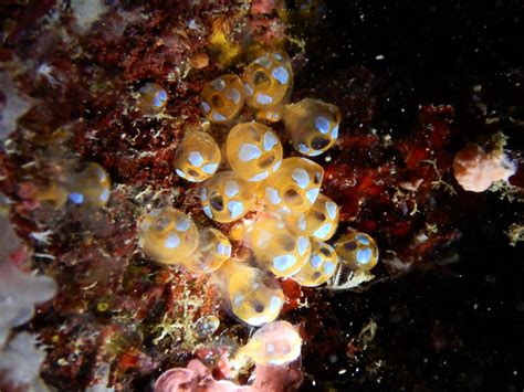 海のパイナップルホヤは植物か動物か 魚食普及推進センター 一般社団法人 大日本水産会