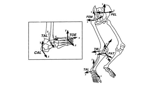 5 Location Of The Body Segmental Reference Frames Reproduced From