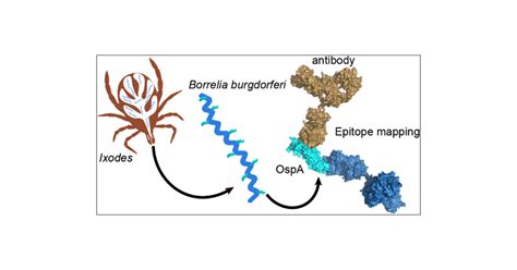 Epitope Mapping