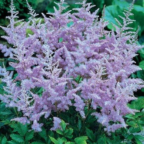 50 Light Purple Astilbe Seeds Bunter Shade Perennial Garden Flower