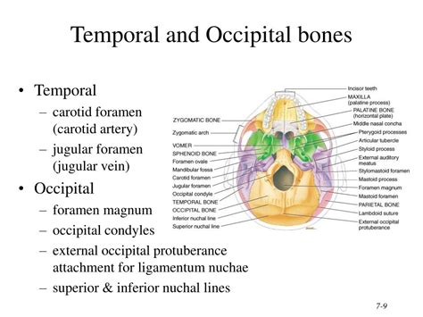 PPT Chapter 7 The Skeletal System The Axial Skeleton PowerPoint Presentation ID 967276
