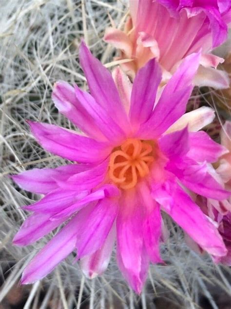 How To Grow Cochemiea Tetrancistra Earthone