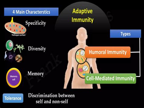 Types Of Immunity Pptx