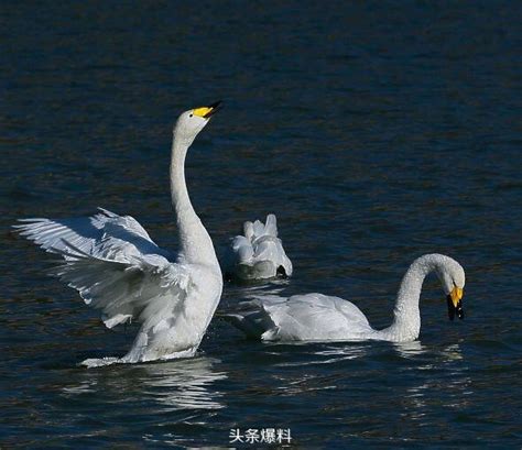 三門峽天鵝白毛如雪展翅翱翔 每日頭條