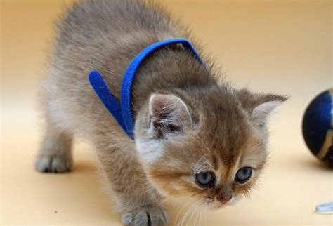 Apollo - britishshorthair