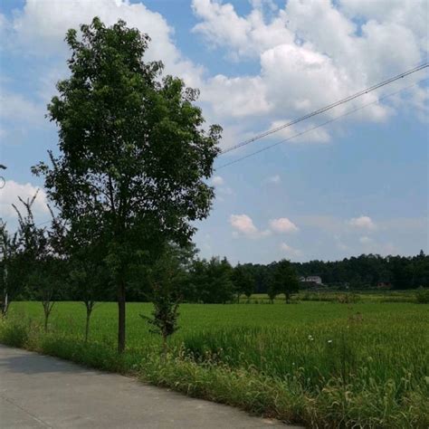 用爬虫获取Flash文件格式和内容 页面 网页 Python