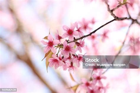 태국의 봄에 아름 다운 벚꽃 사쿠라 꽃 분홍색 꽃 배경 화면 배경과 소프트 포커스 0명에 대한 스톡 사진 및 기타 이미지 0명 4월 계절 Istock