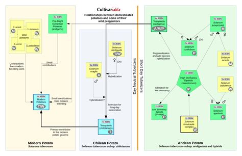 Potato Relationships Between Domesticated Species Cultivariable