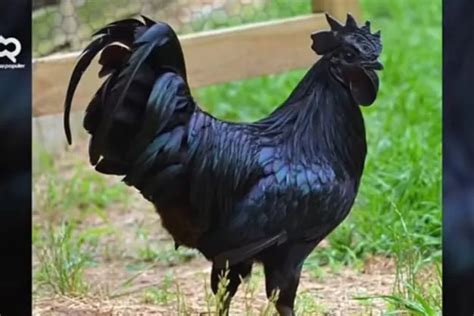 Ayam Cemani Keunikan Dan Nilai Fantastis Sang Raja Ayam Hias Dari Jawa
